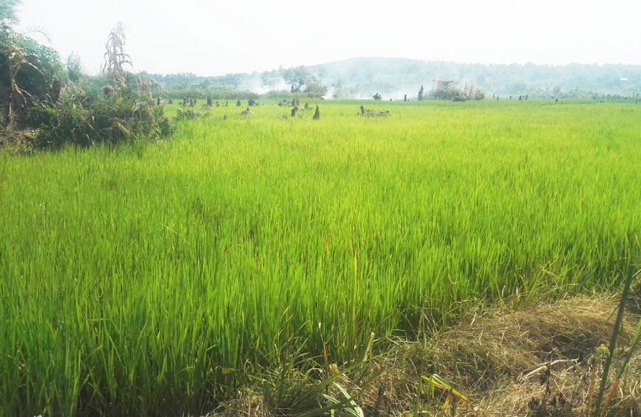 Rice Was Grown the Traditional Way for Millenia in This Small Ugandan ...