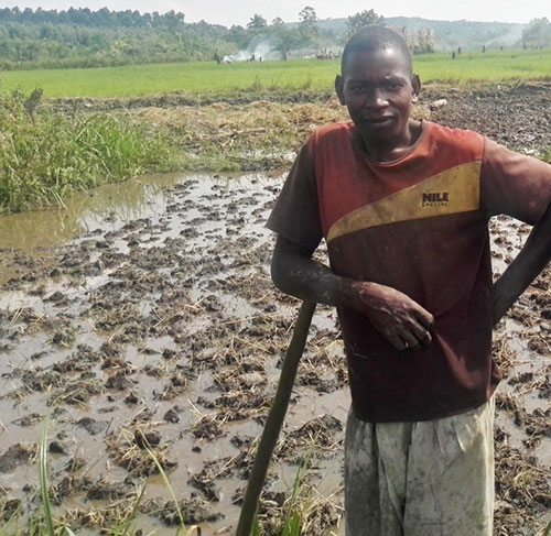 Rice Was Grown the Traditional Way for Millenia in This Small Ugandan ...