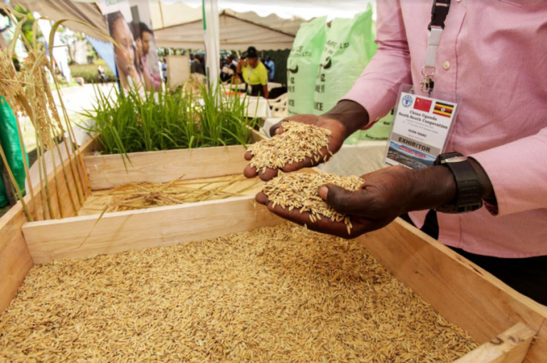 Rice Was Grown the Traditional Way for Millenia in This Small Ugandan ...