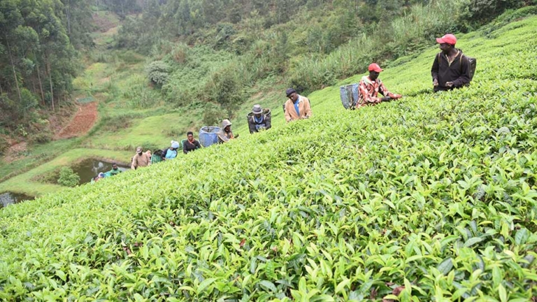 The Joy and Pain of Developing Kenya’s Specialty Tea Production - The ...