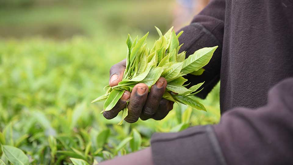 The Joy and Pain of Developing Kenya’s Specialty Tea Production - The ...