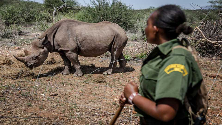 Rhino Poaching Rates in Africa and Asia Have Plunged by Half, Says New ...