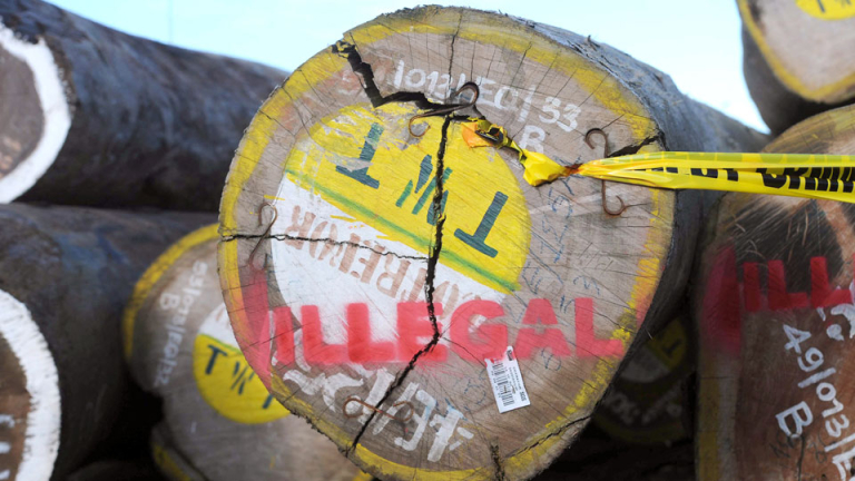 Chinese Company Exports Illegal Timber Worth Millions from DRC Despite ...