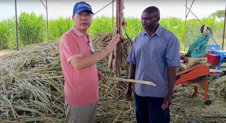 Investor Promoting Chinese-Engineered ‘Magic Grass’ in Kenya - The ...