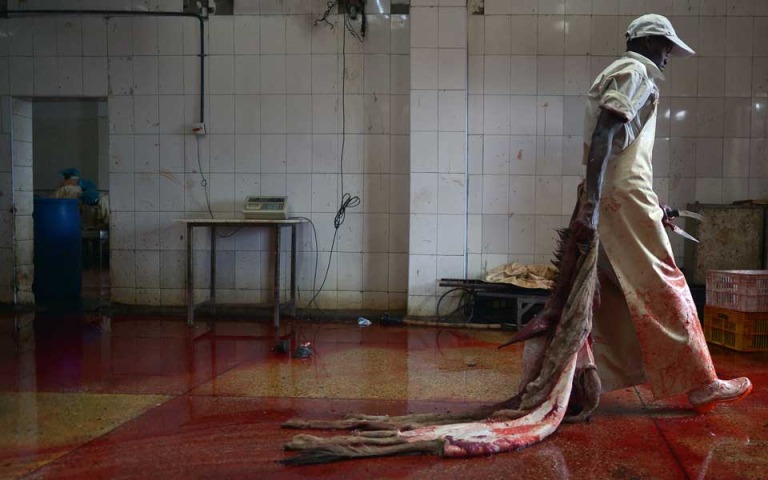 Six Million Donkeys Slaughtered for Chinese Medicine: Charity - The ...